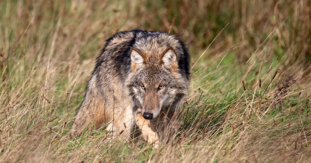 Wolf in Drenthe - RTV Drenthe