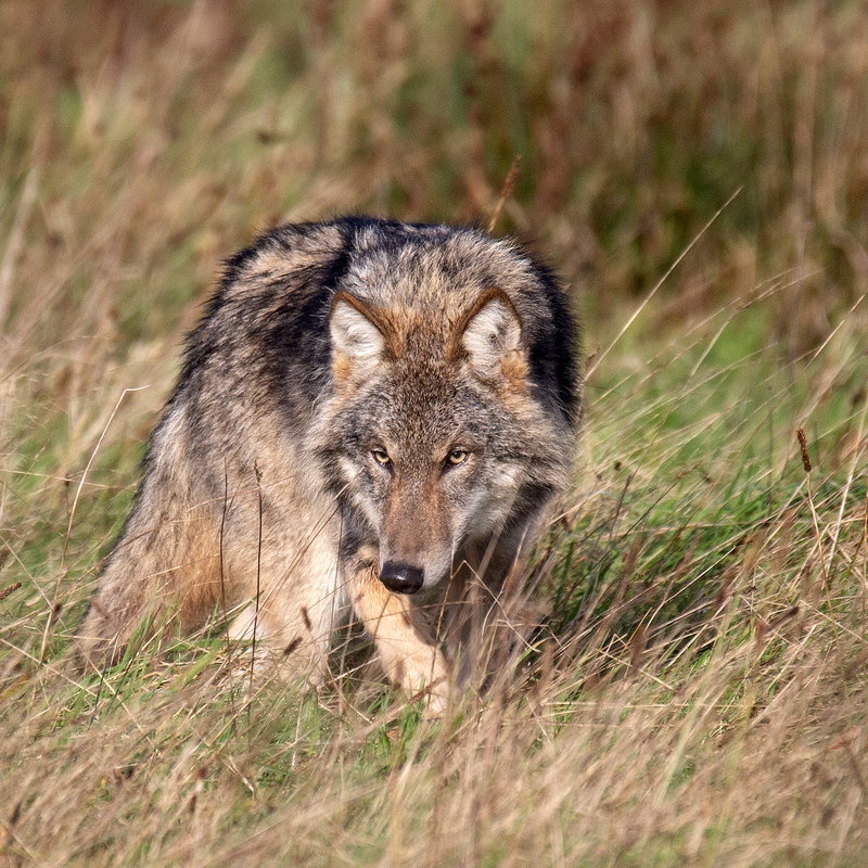 Wolf in Drenthe - RTV Drenthe